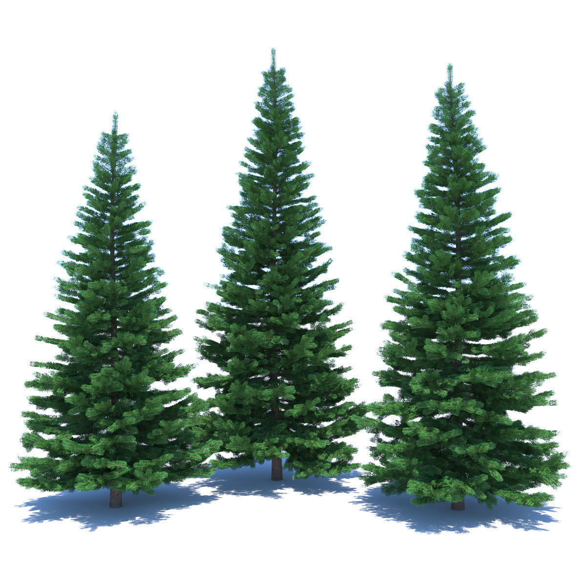 Fir-tree Set 03 3D model | CGTrader