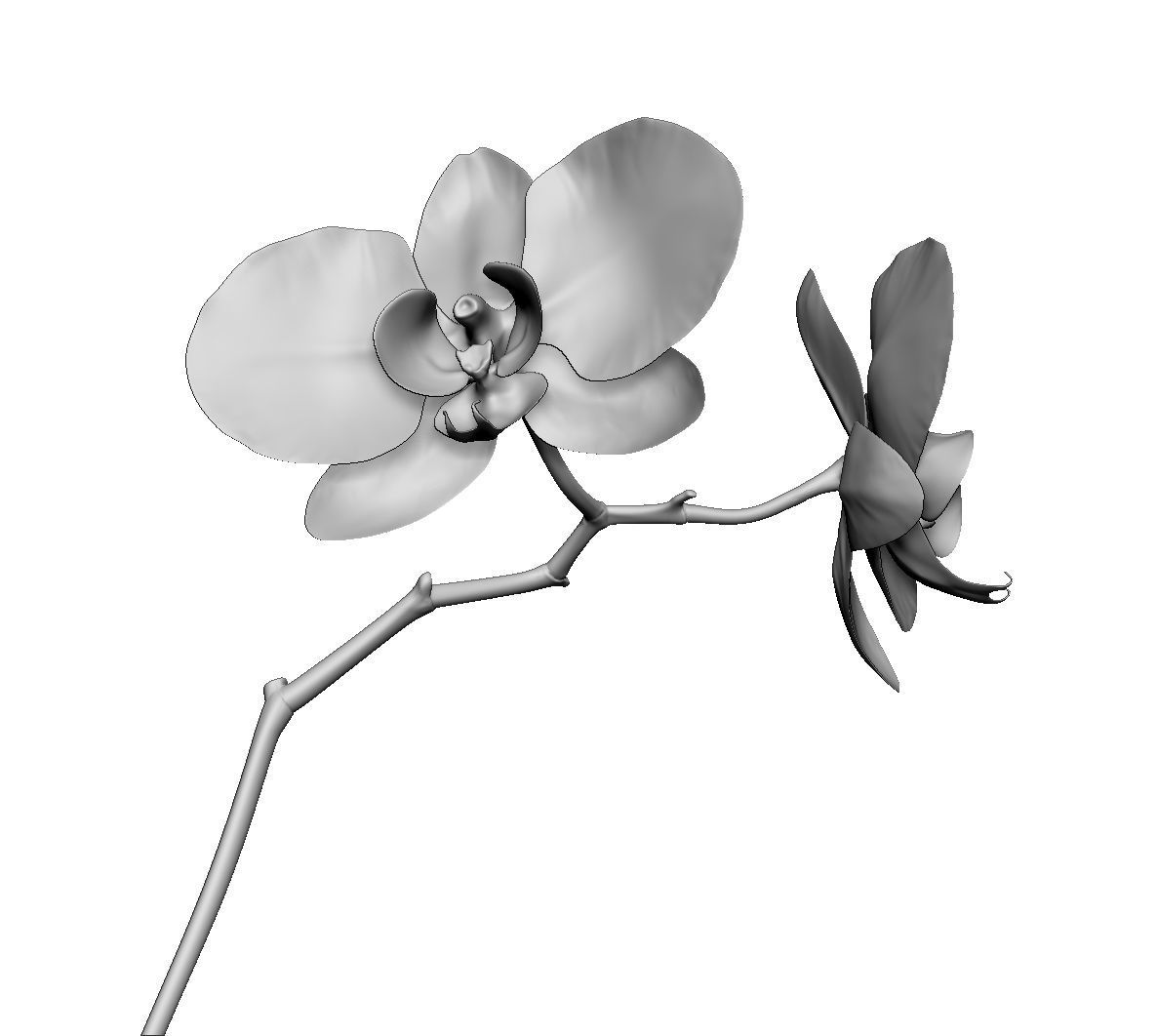 Orchid two orchids on stem 3D model | CGTrader