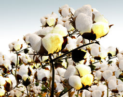 Cotton plant 3D Models | CGTrader
