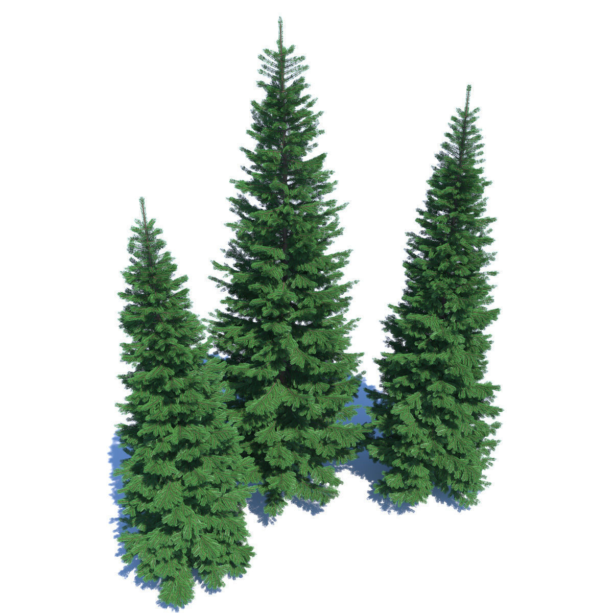 Fir-tree Set 04 3D model | CGTrader