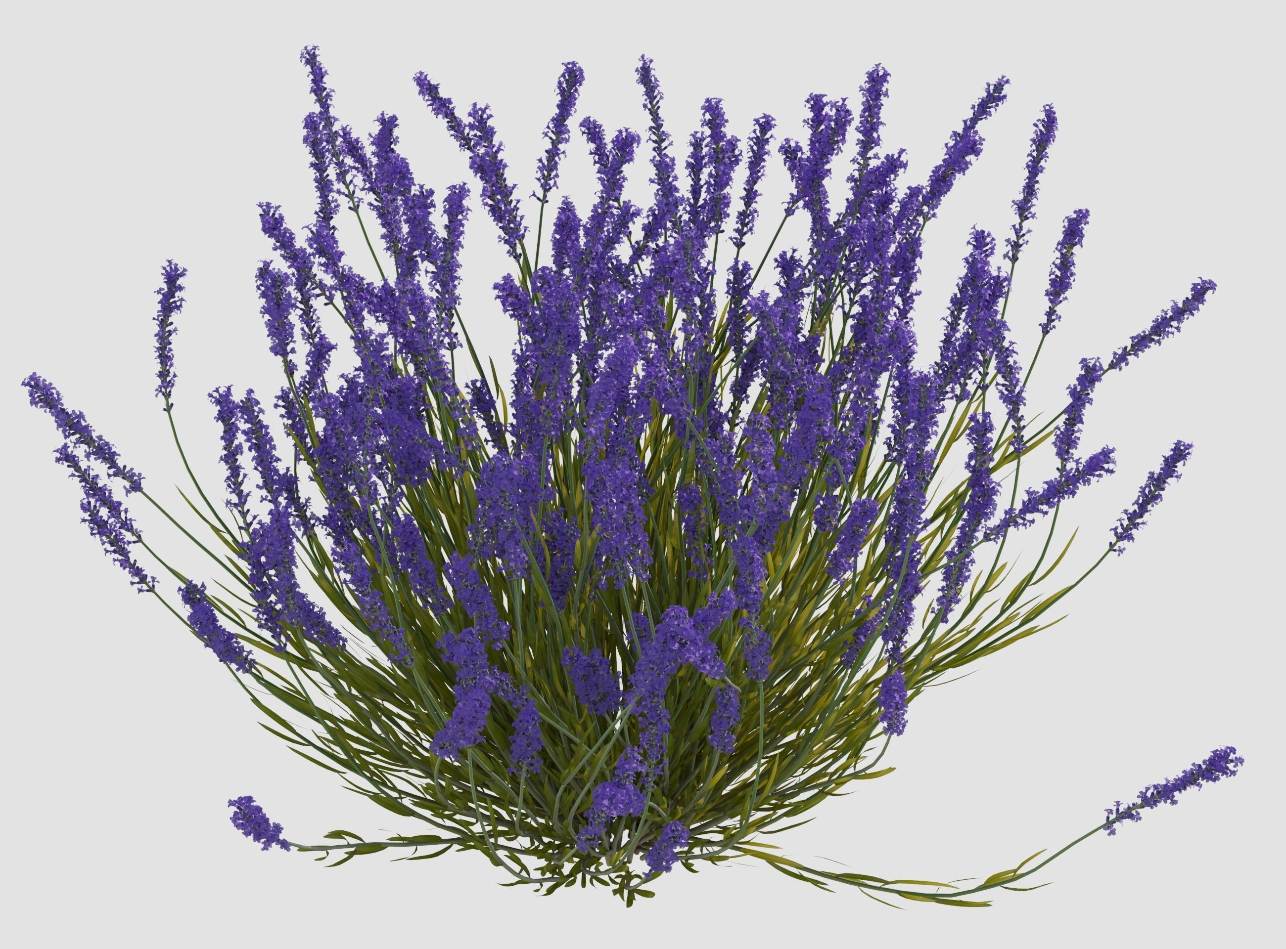 Lavender bush 3D model | CGTrader