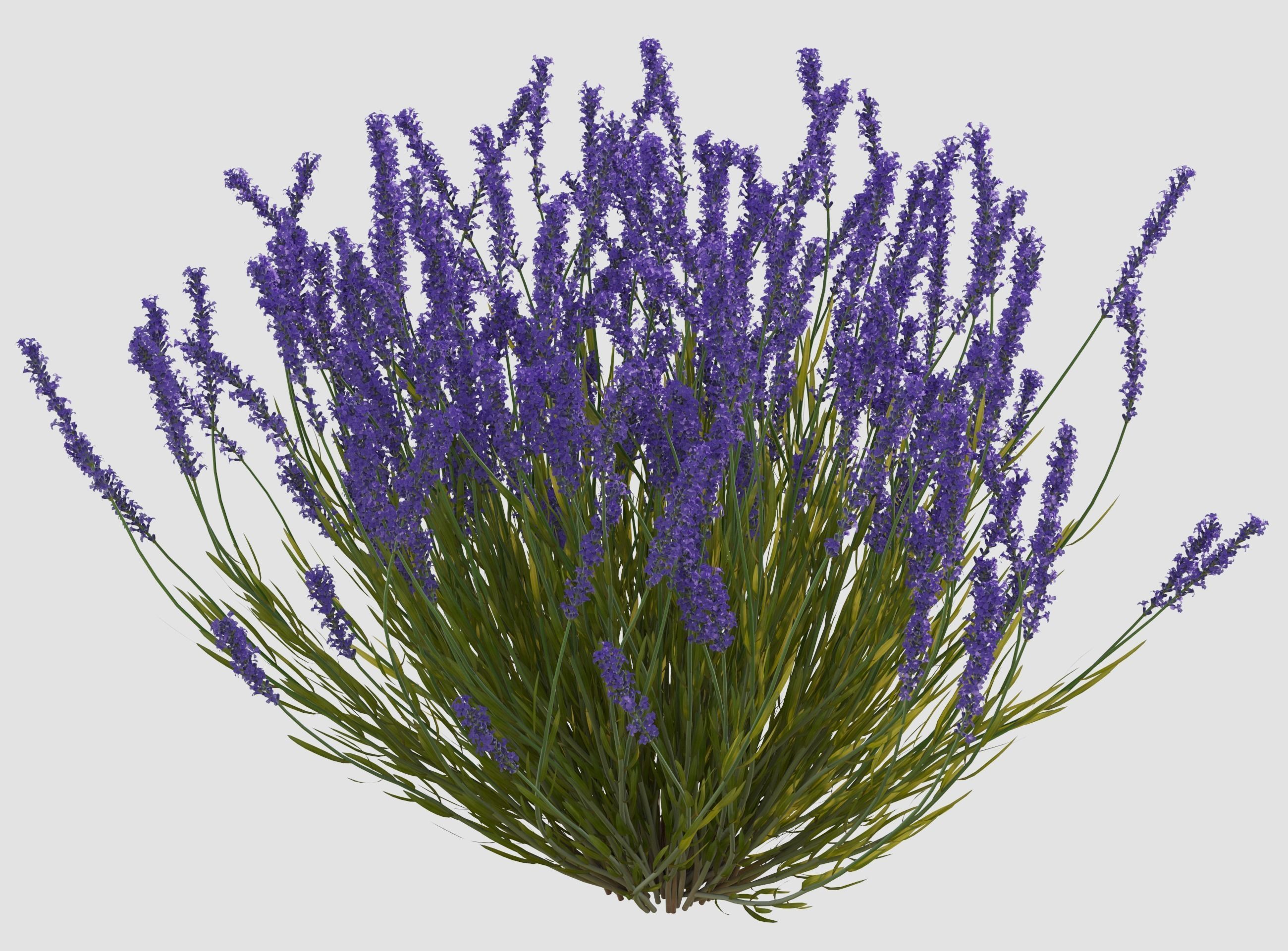 Lavender bush 3D model | CGTrader