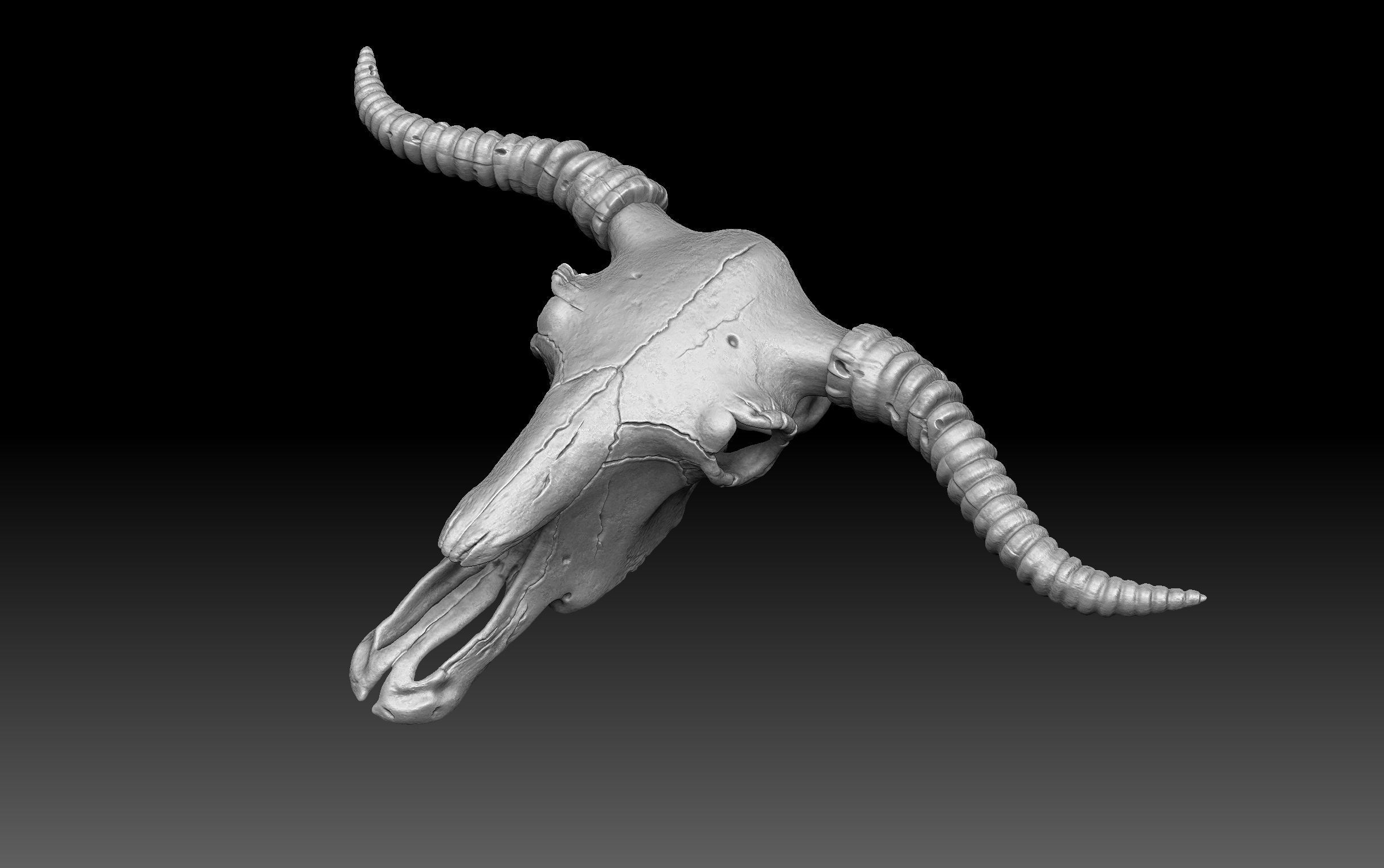 Cow Scull 3D model 3D printable | CGTrader