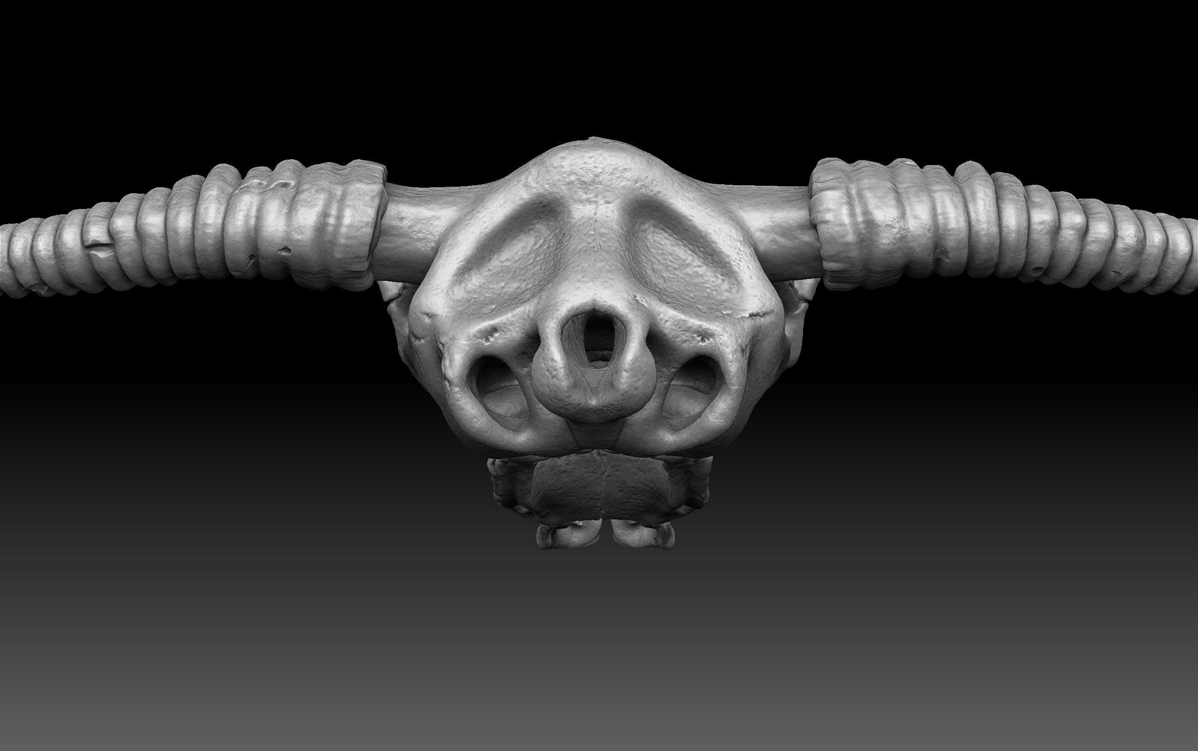 Cow Scull 3D model 3D printable | CGTrader