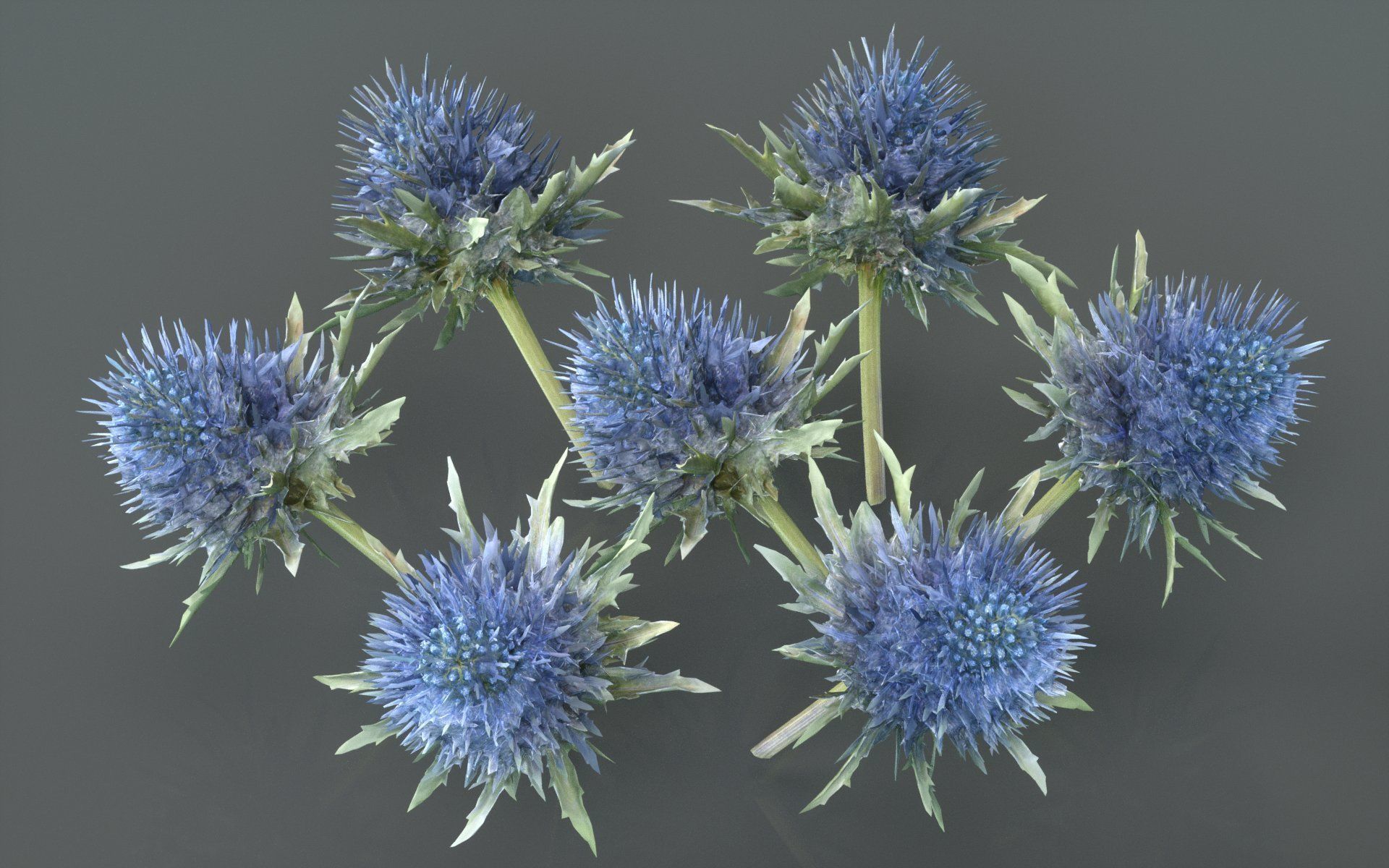 3D model Milk Marian Mary Blessed Thistle Silybum Marianum VR / AR ...