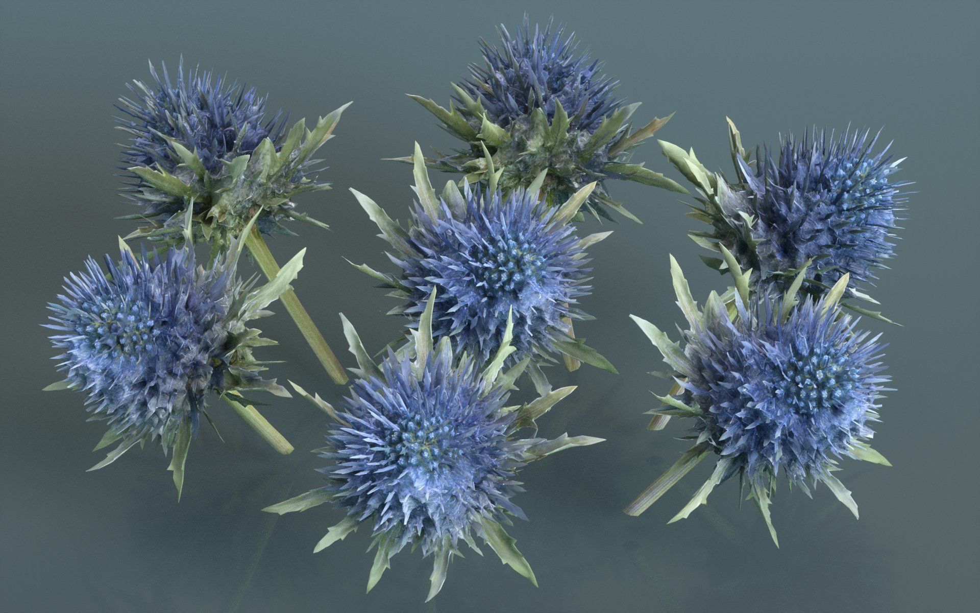 3D model Milk Marian Mary Blessed Thistle Silybum Marianum VR / AR ...