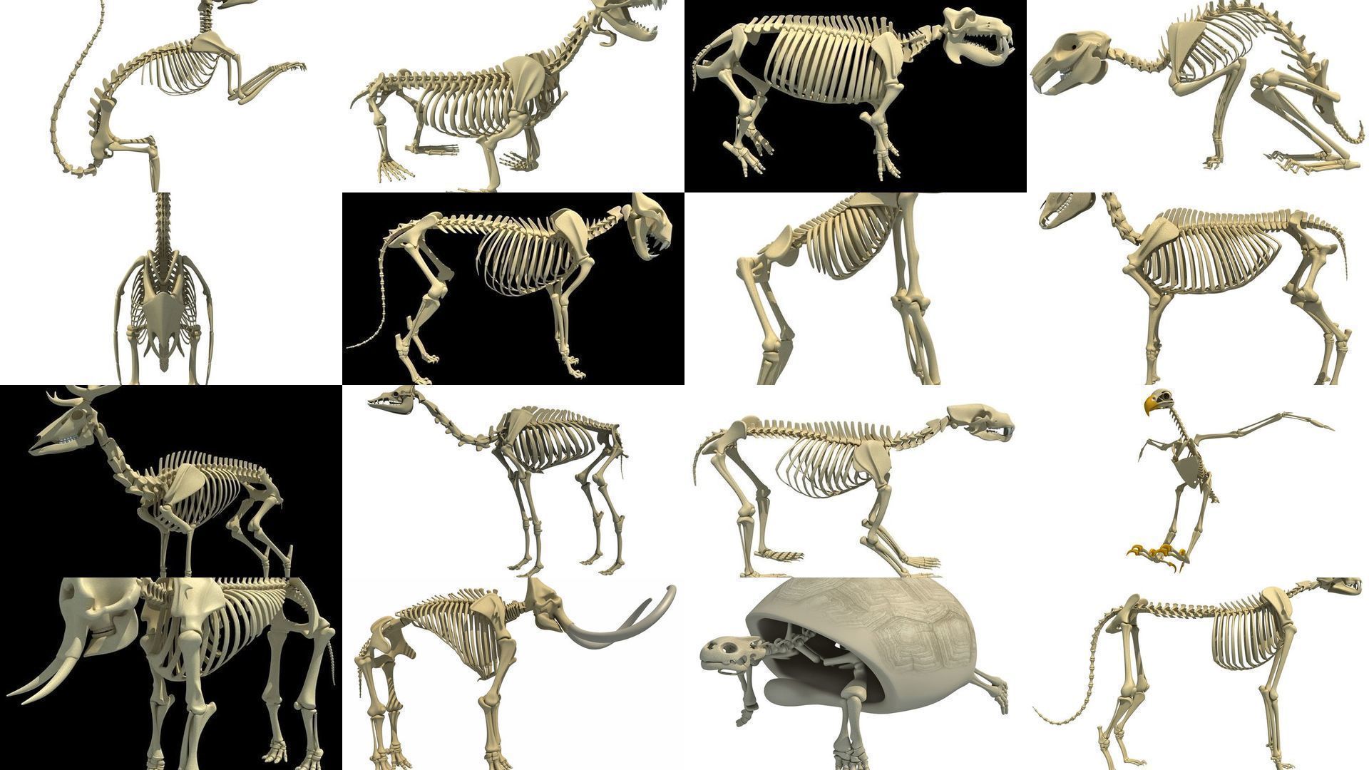 Wild Skeleton Pack 3D Model Collection | CGTrader