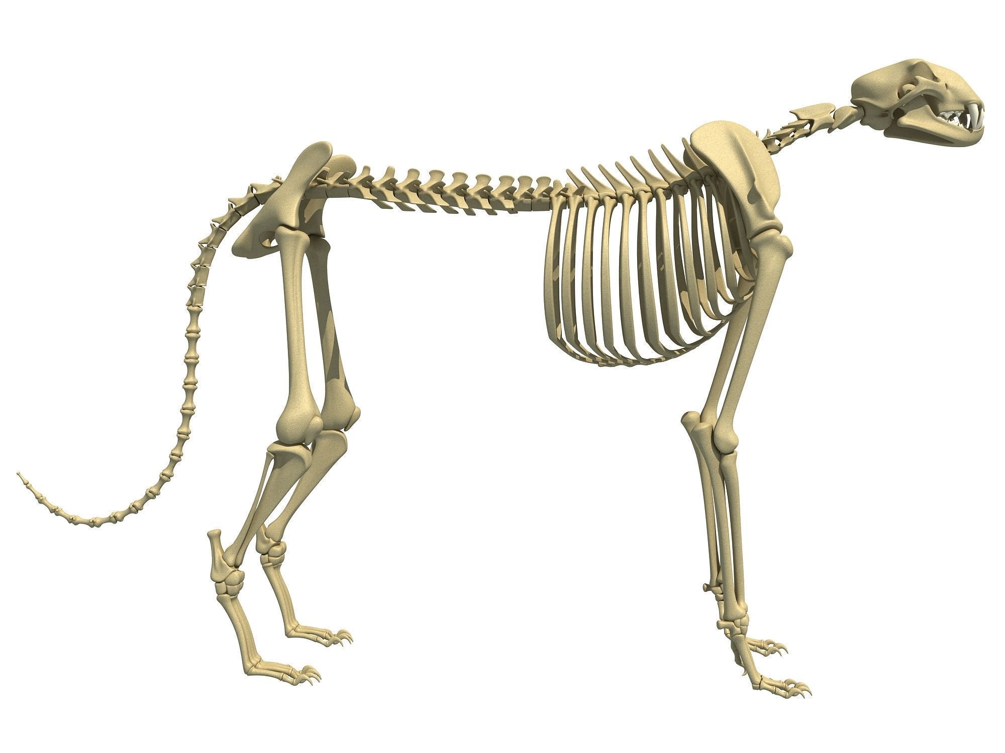 Wild Skeleton Pack 3D Model Collection | CGTrader