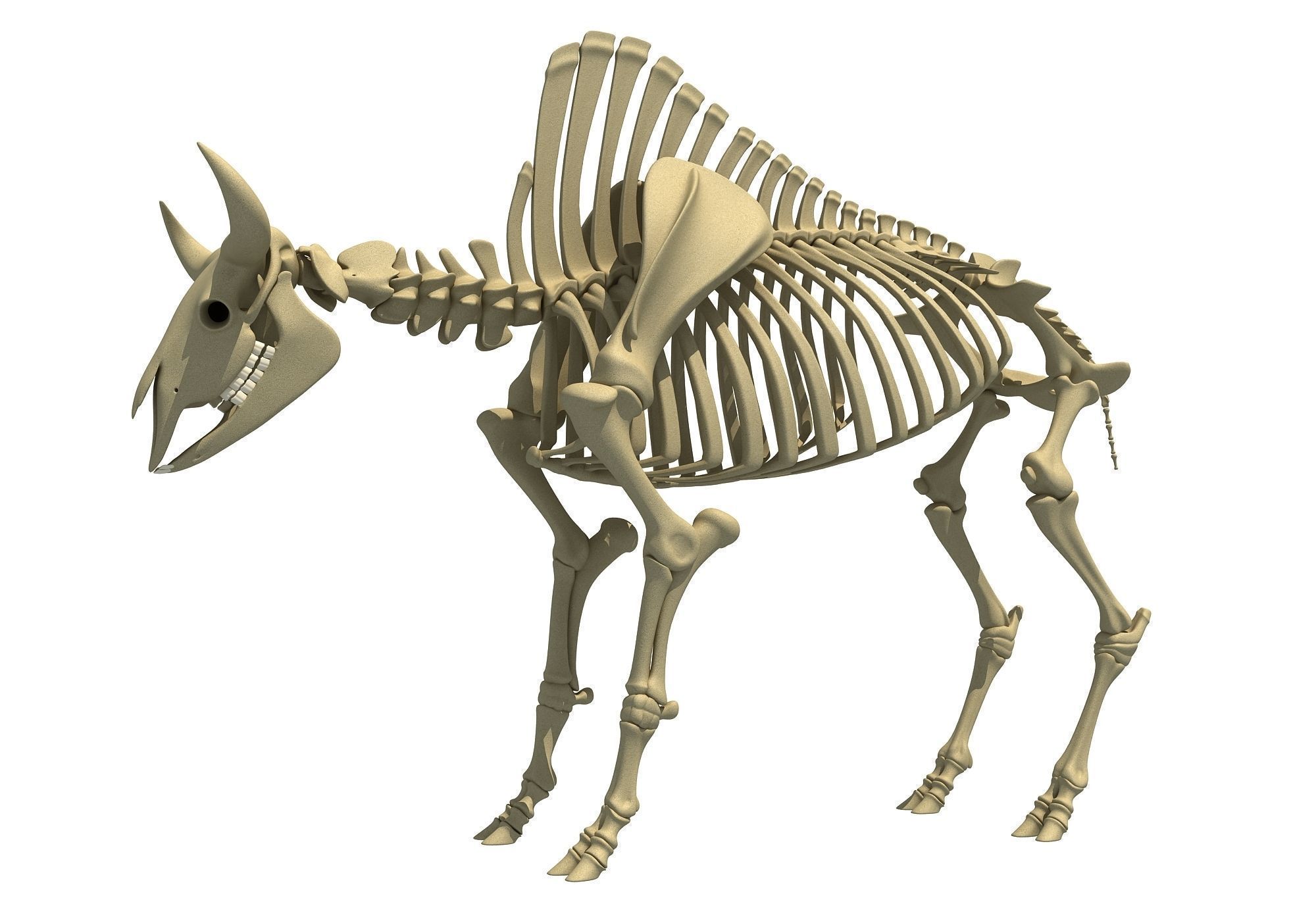 Wild Skeleton Pack 3D Model Collection | CGTrader