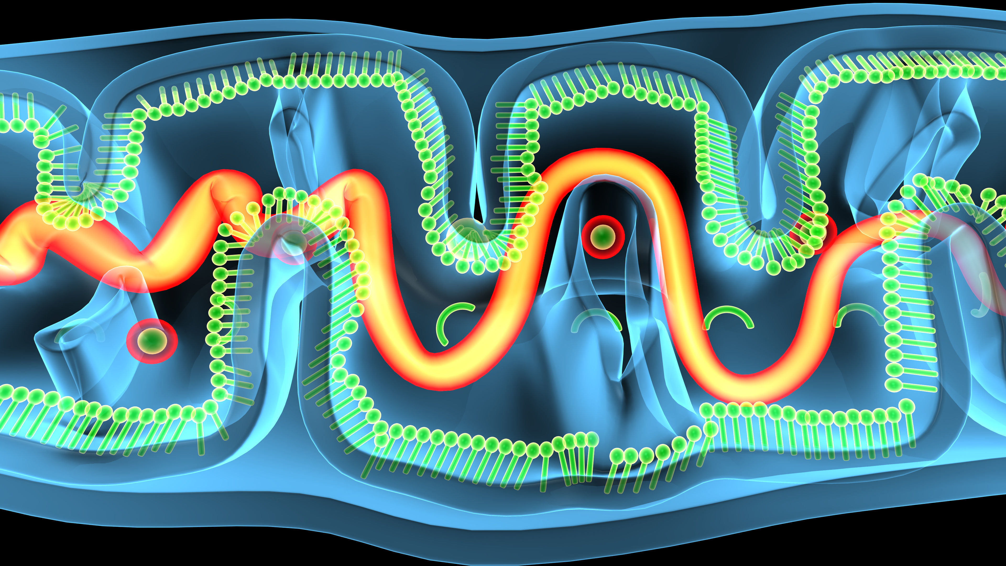 mitochondria cell 3D model | CGTrader