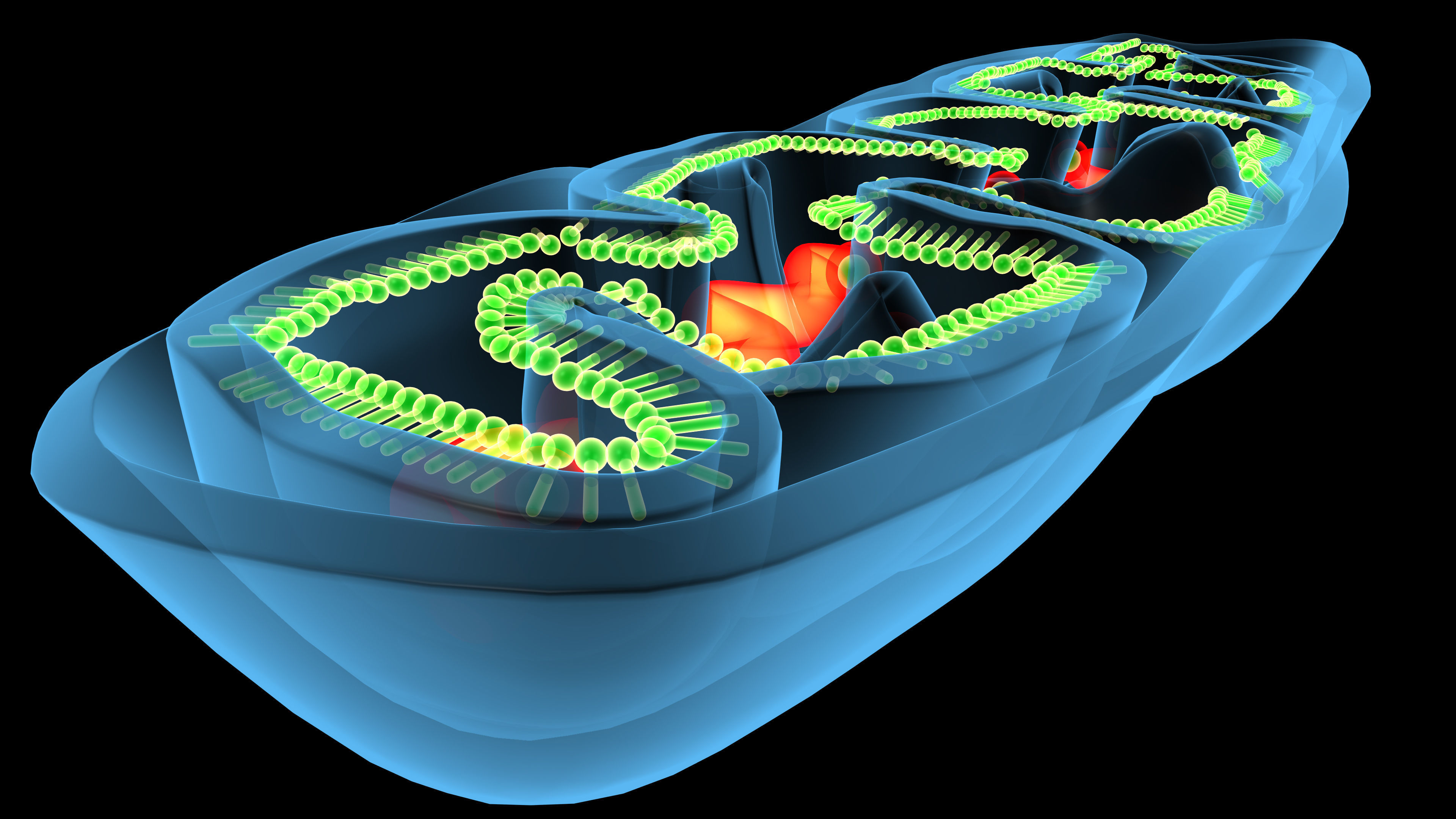 mitochondria cell 3D model | CGTrader