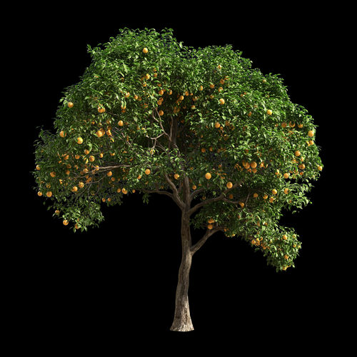 Orange Tree 1 3D model | CGTrader