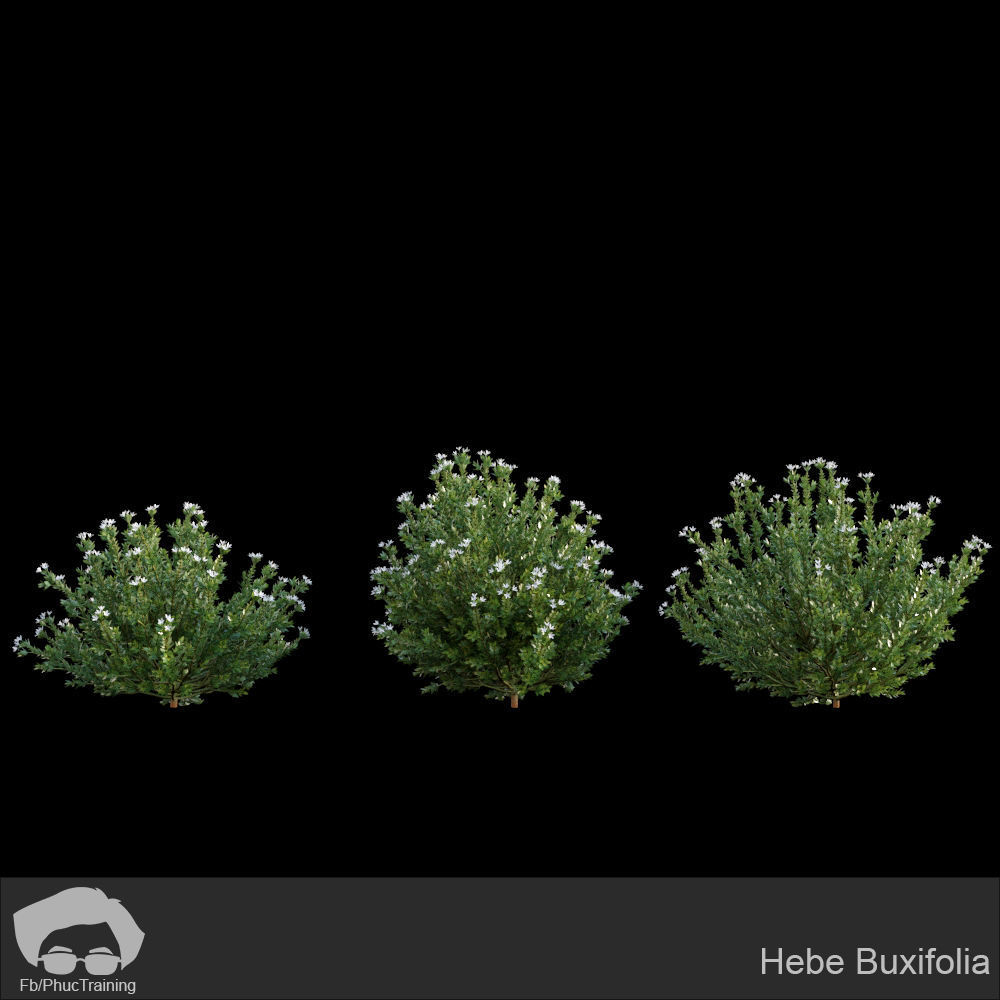Australian Bush and Grass kit 1 3D model | CGTrader