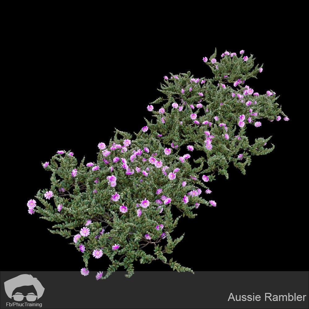 Australian Bush and Grass kit 1 3D model | CGTrader