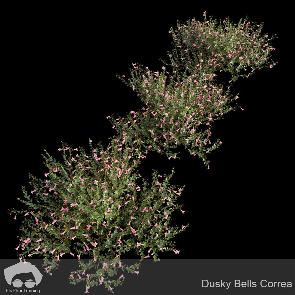 Australian Bush and Grass kit 2 3D model | CGTrader