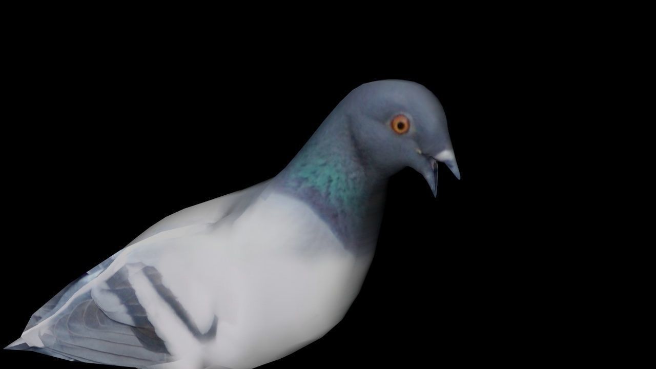 3D model Rigging Pigeon VR / AR / low-poly | CGTrader