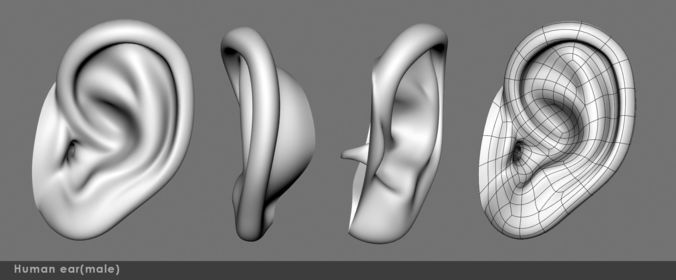 Ear 03- 3D model | CGTrader