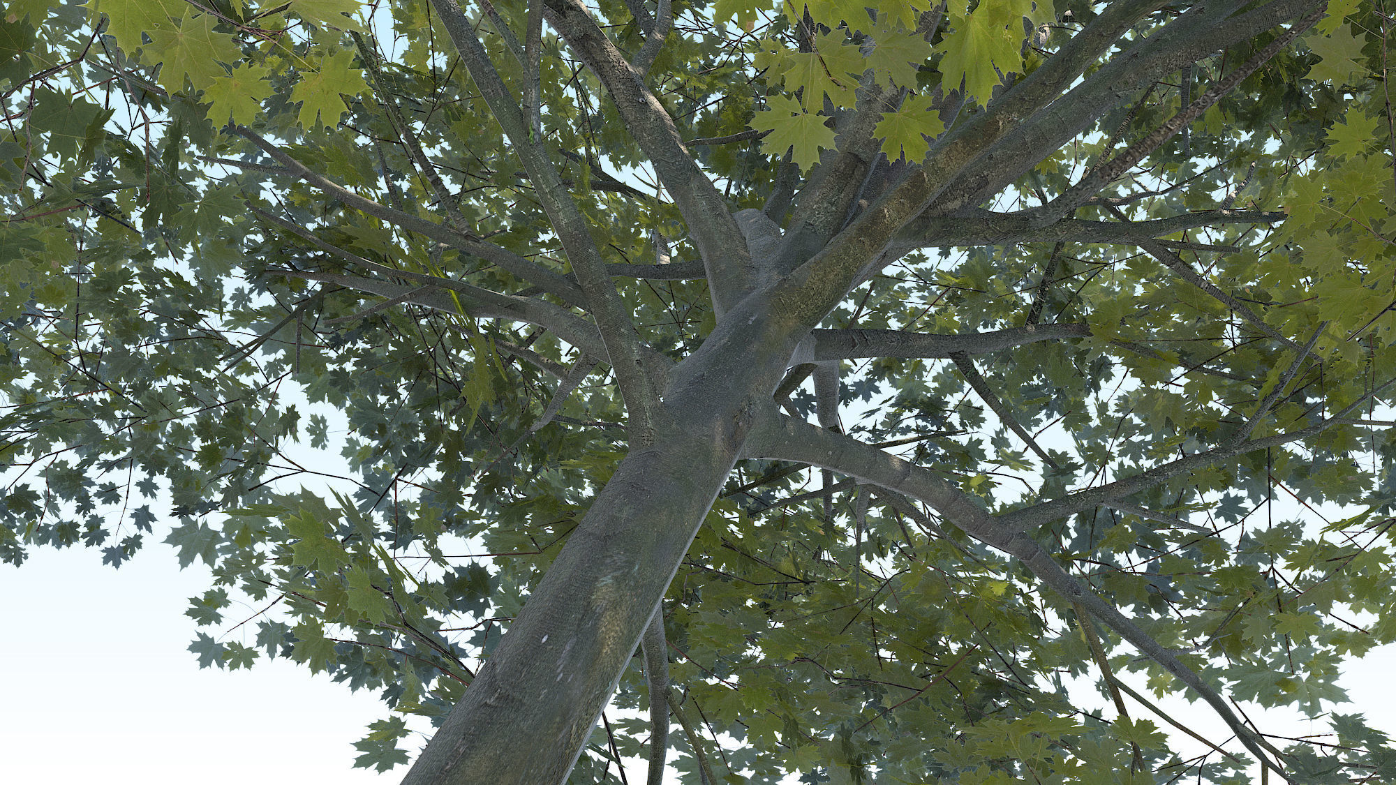 Maple Acer Tree 01 ArchViz 3D model | CGTrader