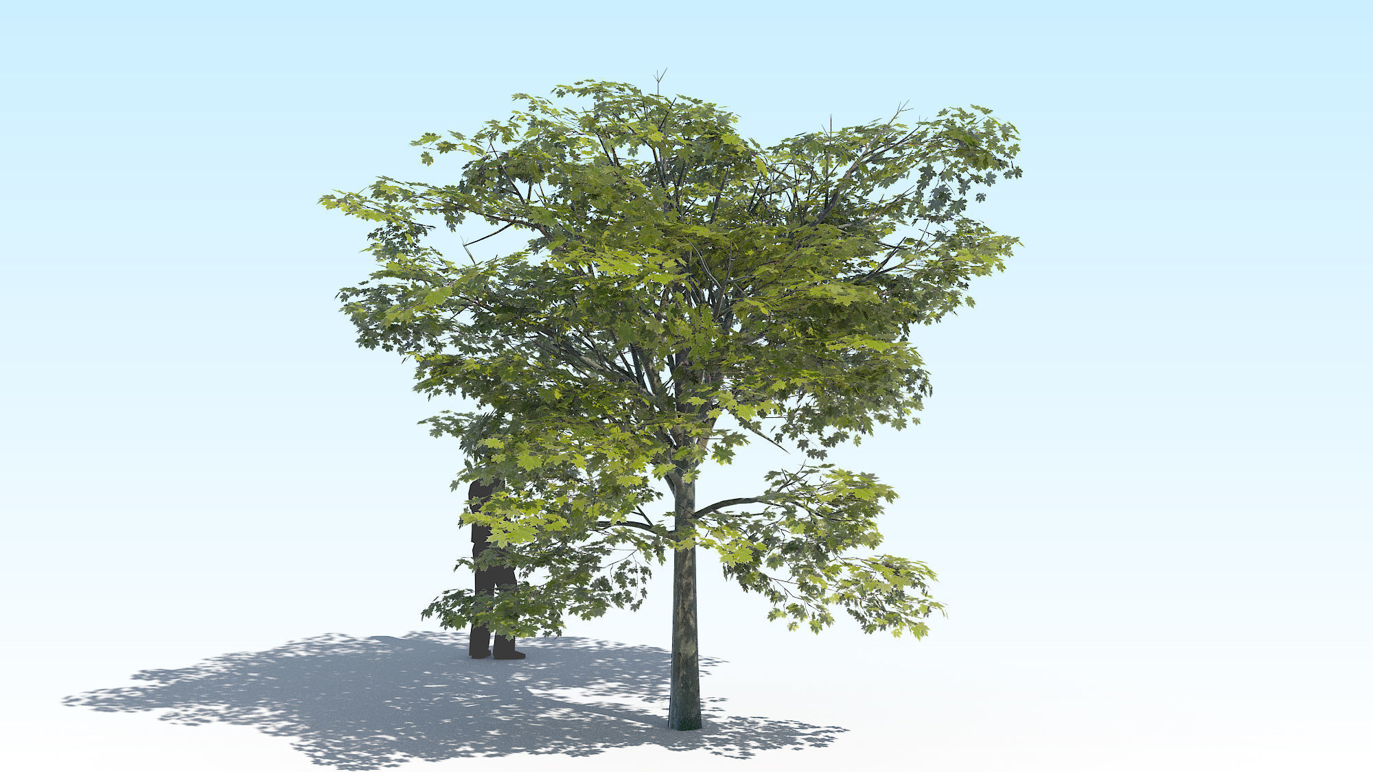 Maple Acer Tree 01 ArchViz 3D model | CGTrader