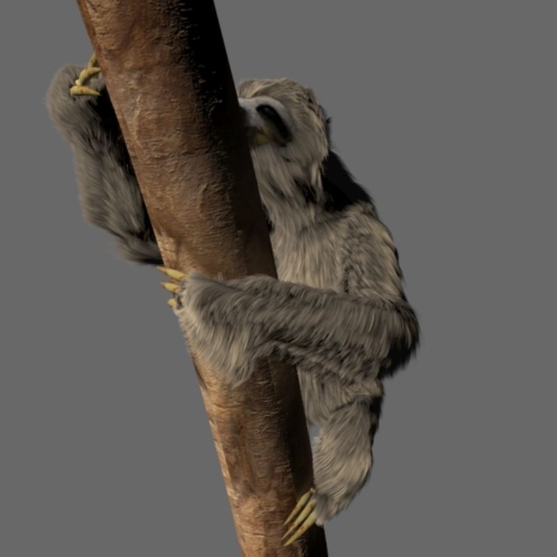 3D model Sloth VR / AR / low-poly rigged | CGTrader