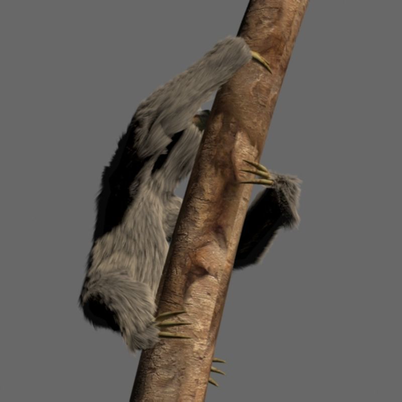 3D model Sloth VR / AR / low-poly rigged | CGTrader