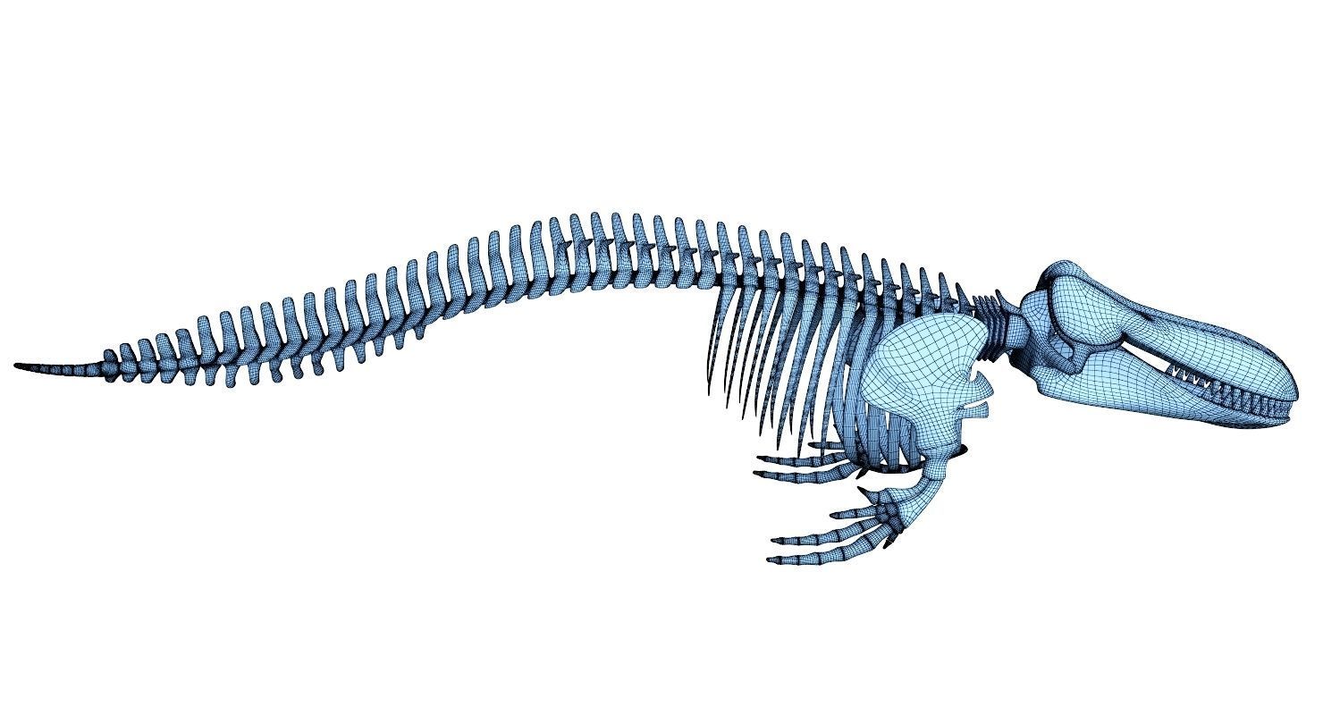 Killer Whale Orca Skeleton 3D model | CGTrader