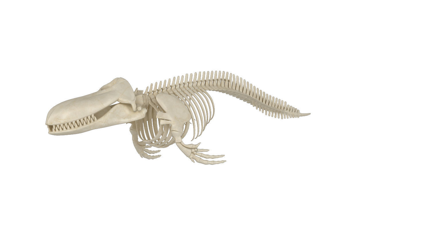 Killer Whale Orca Skeleton 3D model | CGTrader