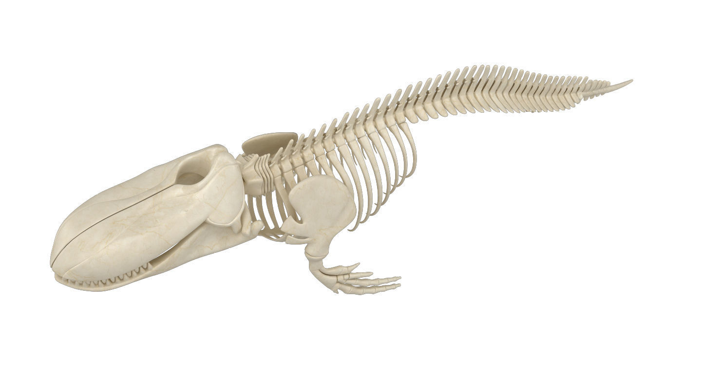 Killer Whale Orca Skeleton 3D model | CGTrader