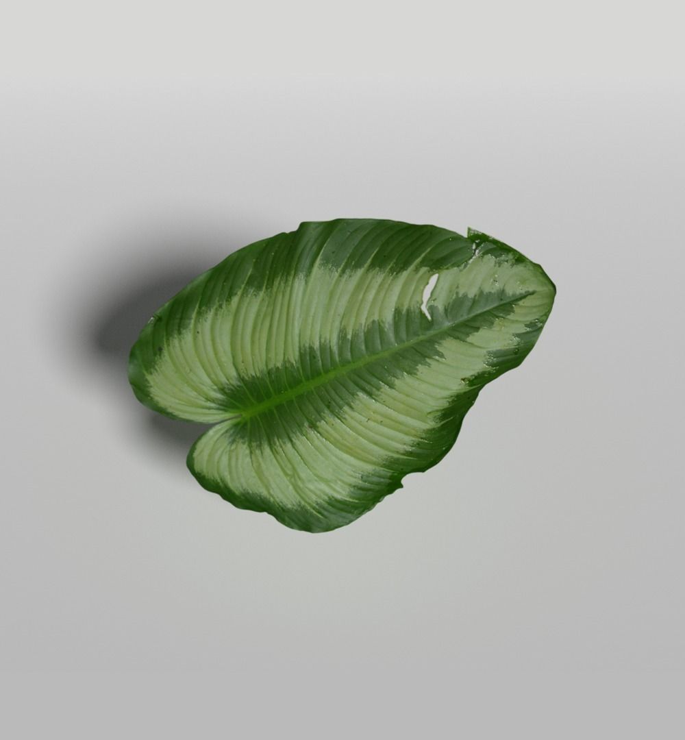 3D model Lowpoly Leaves Pack VR / AR / low-poly | CGTrader