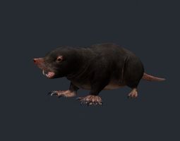 Mole 3D Models | Download 3D Mole files | CGTrader.com