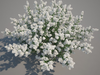 Serviceberry flowers 3D model | CGTrader