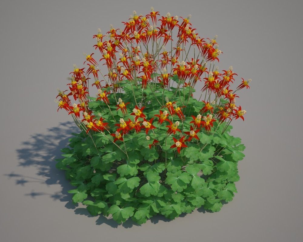 Red Columbine 3D model | CGTrader