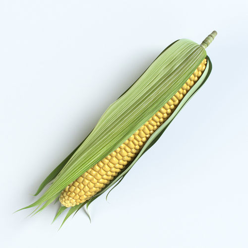 Realistic Corn 3D Model MAX OBJ 3DS FBX | CGTrader.com