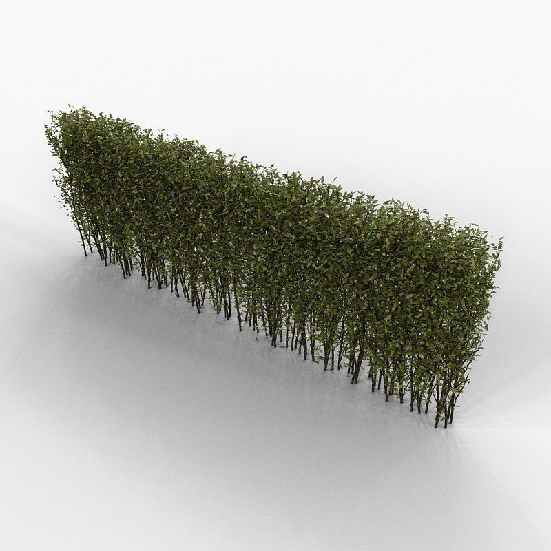 hedge Hedge 3D | CGTrader
