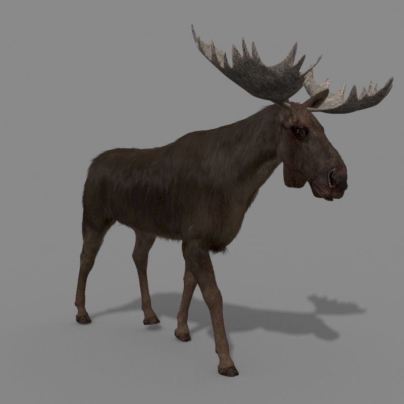 Virtual Moose 3d model 3D model animated rigged | CGTrader