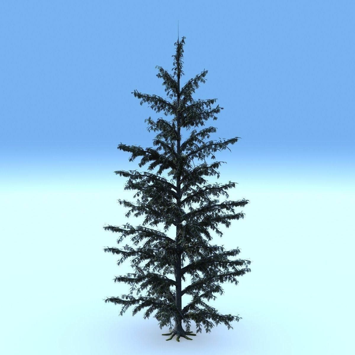 Realistic Conifer Tree 3D model | CGTrader