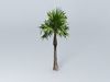 Florida Tatch Palm Tree free 3D model | CGTrader