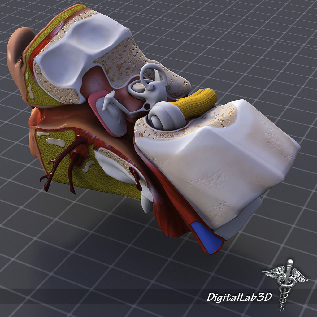 Ear Anatomy 3D model | CGTrader