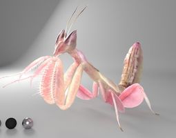 Mantis 3D Models | CGTrader