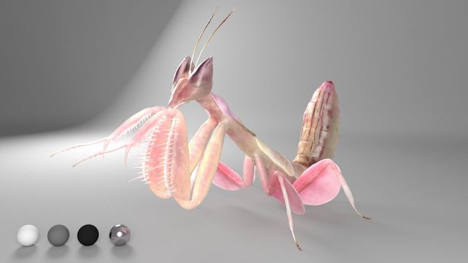 Mantis praying 3D model | CGTrader