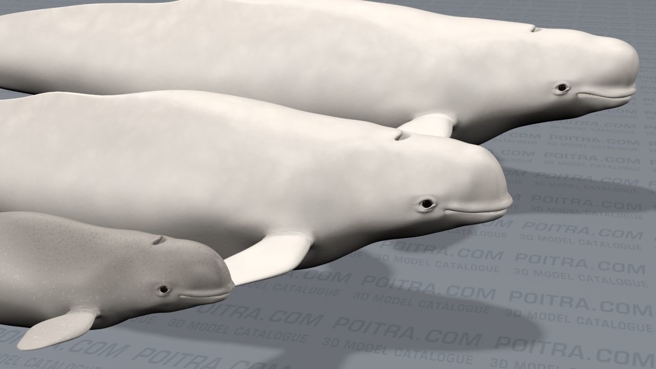 Beluga Whales Family -Delphinapterus Leucas- Male Female Calf - 3D ...