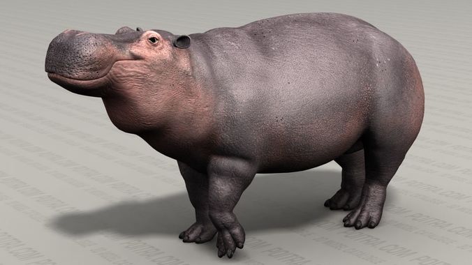 Hippo - Hippopotamus Amphibius - Adult Male - Pose 1 - Textured 3D ...