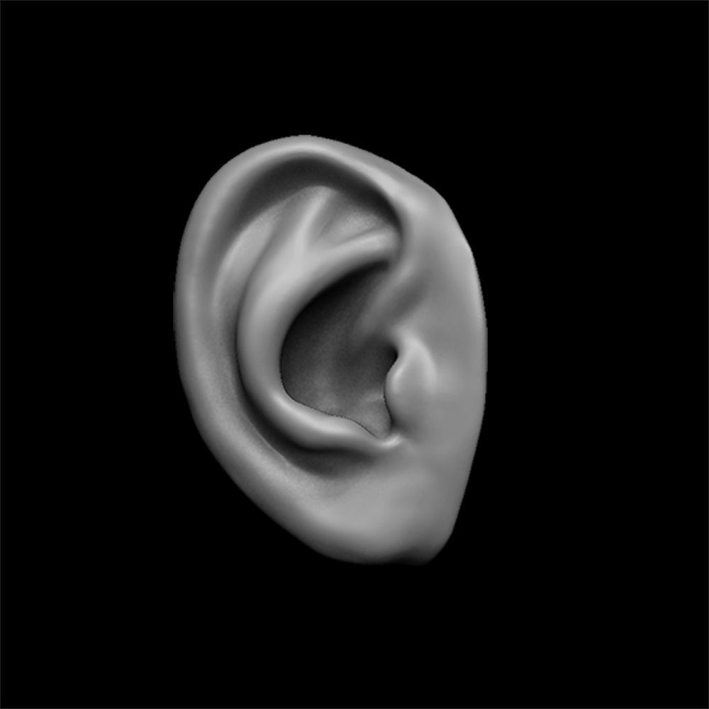 ears 3D model with high poly and low poly 3D model | CGTrader