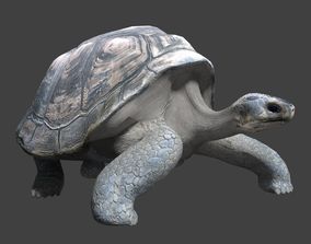 Tortoise 3D Models | CGTrader