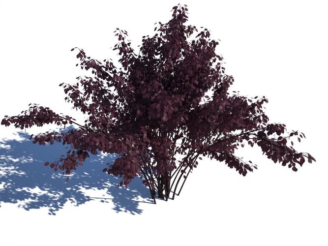 Bush red leaf 3D model | CGTrader