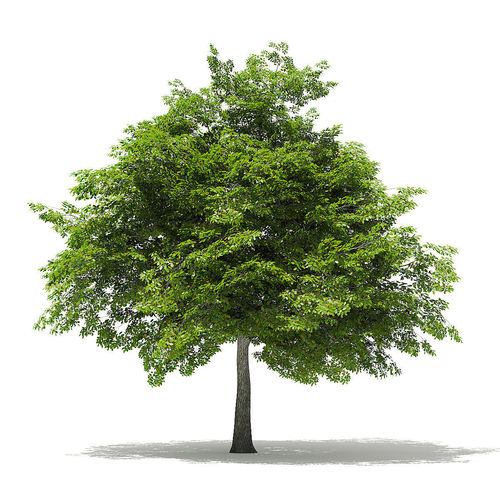 Scotch Elm 3D Model 7m 3D model | CGTrader