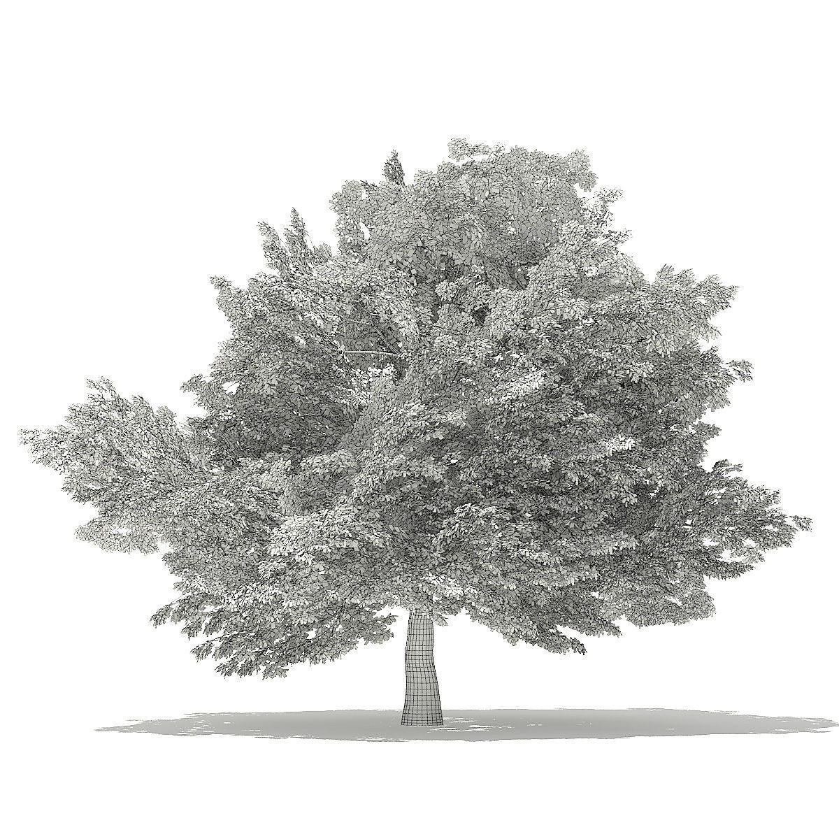 American Beech 3D Model 8m 3D model | CGTrader