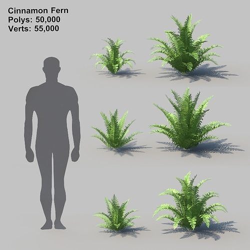 Cinnamon Fern With Animation 3D model animated | CGTrader