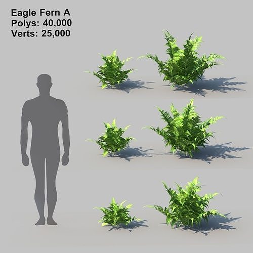 Eagle Fern A With Animation 3D model animated | CGTrader