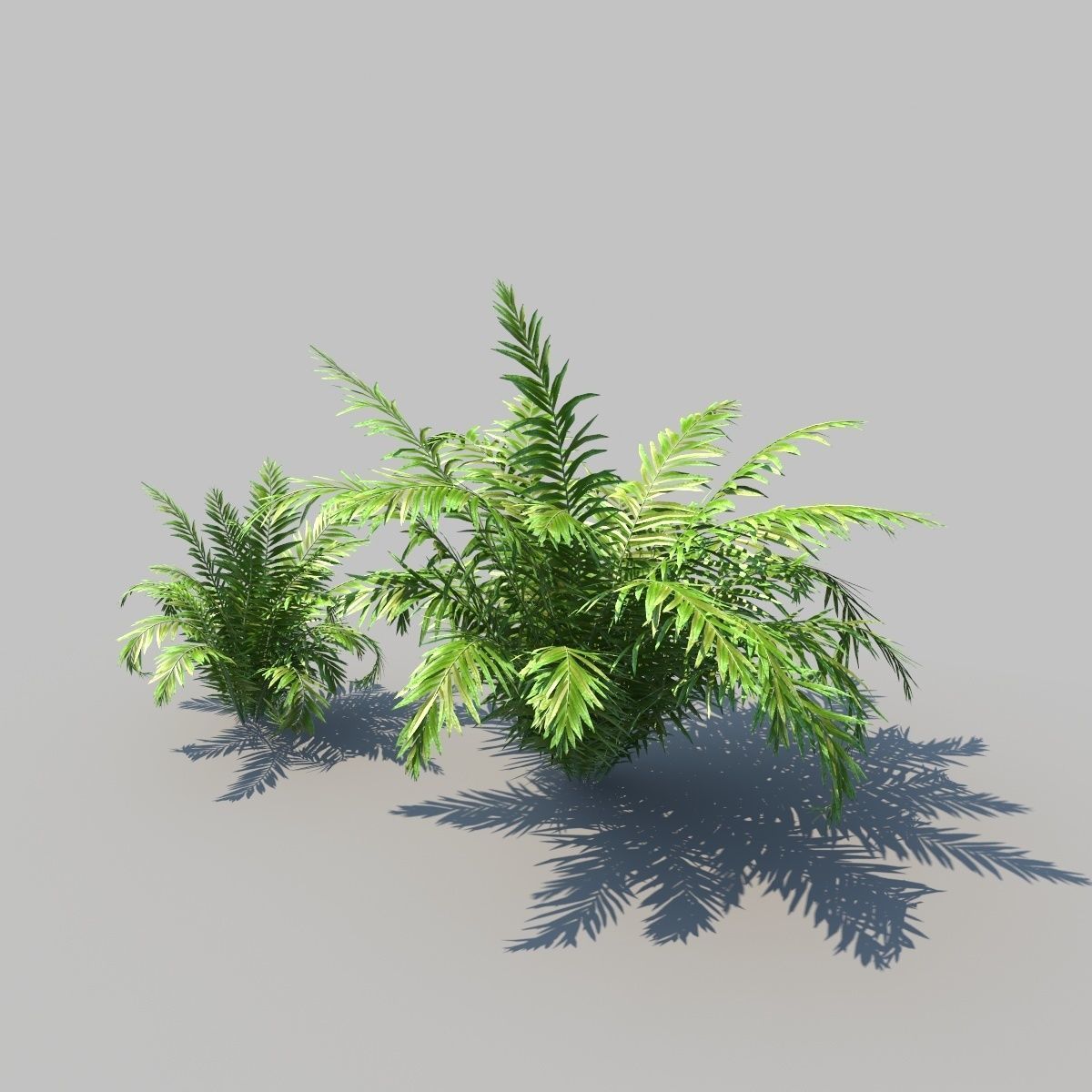 Fish Tail Fern With Animation 3D model animated | CGTrader